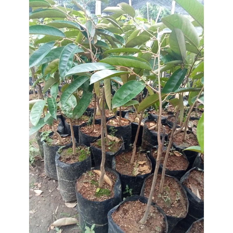 Jual BIBIT DURIAN OKULASI(Super Tembaga) | Shopee Indonesia