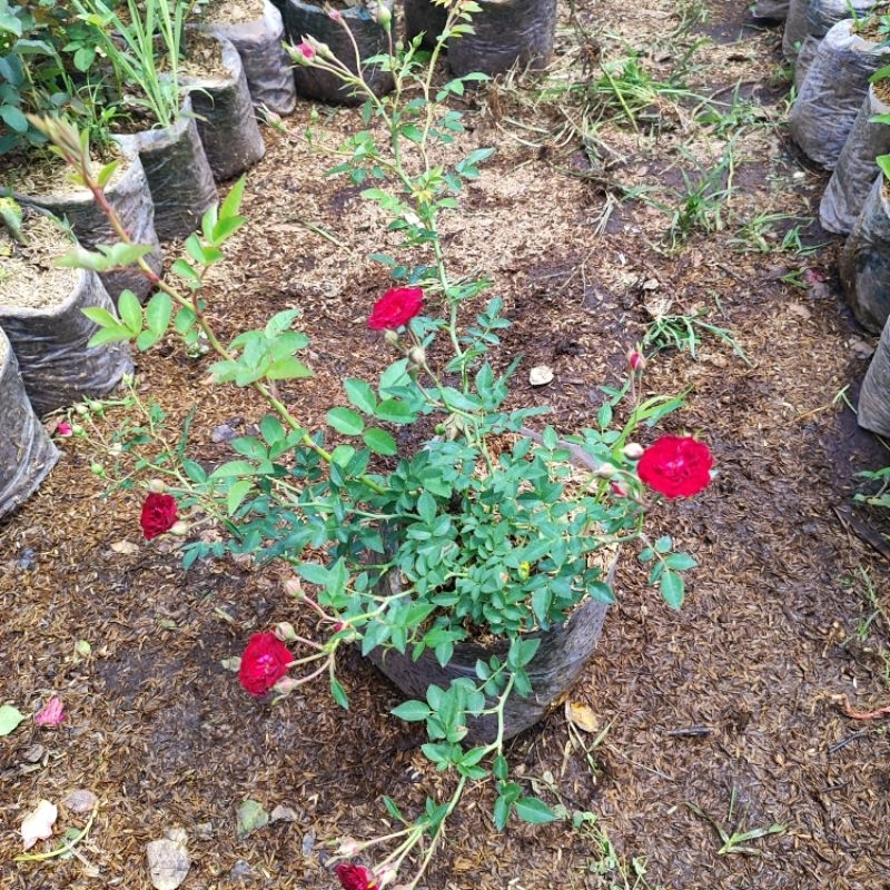 Jual tanaman hias. mawar rambat merah red rose | Shopee Indonesia