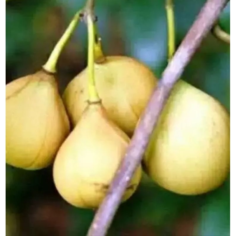 Jual Buah pala muda segar - Buah pala muda belum kupas 1kg | Shopee ...