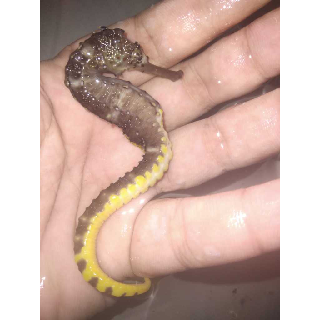 Jual Kuda Laut Zebra - Tiger Tail Seahorse | Shopee Indonesia