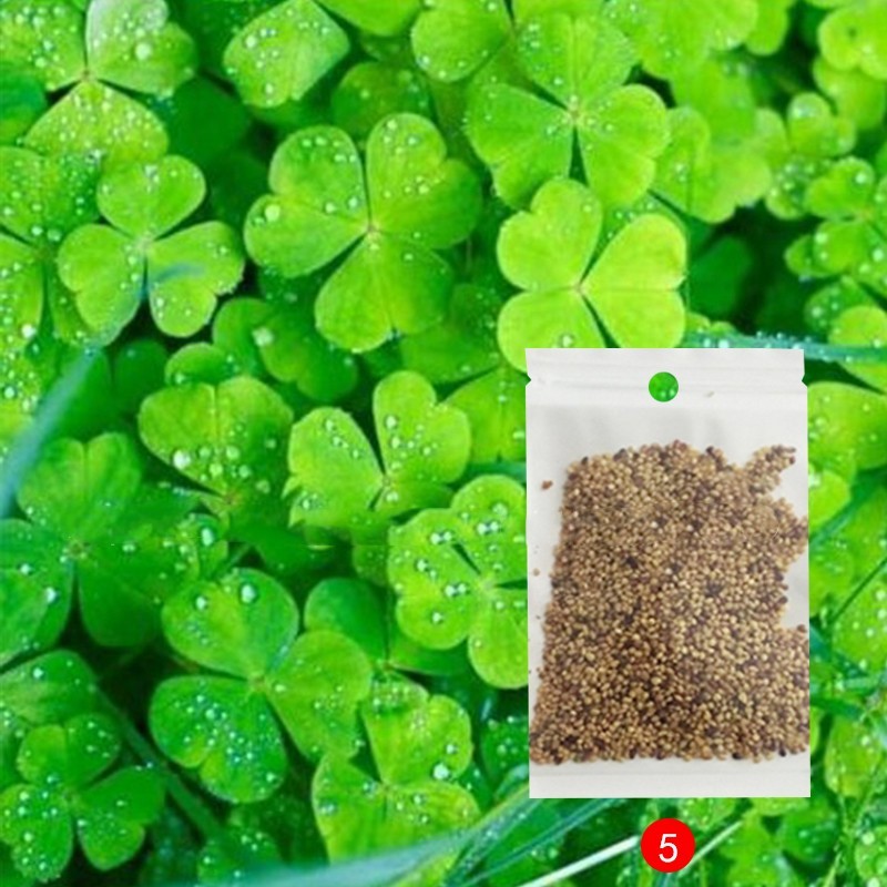 Jual Bibit Biji Benih Lucky Clover Tanaman Rumput Aquarium Aquascape ...
