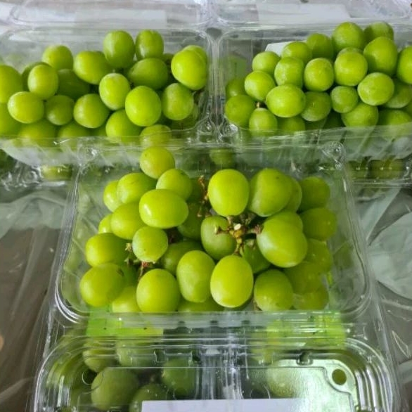 Jual Muscat Pack PREMIUM | Shopee Indonesia