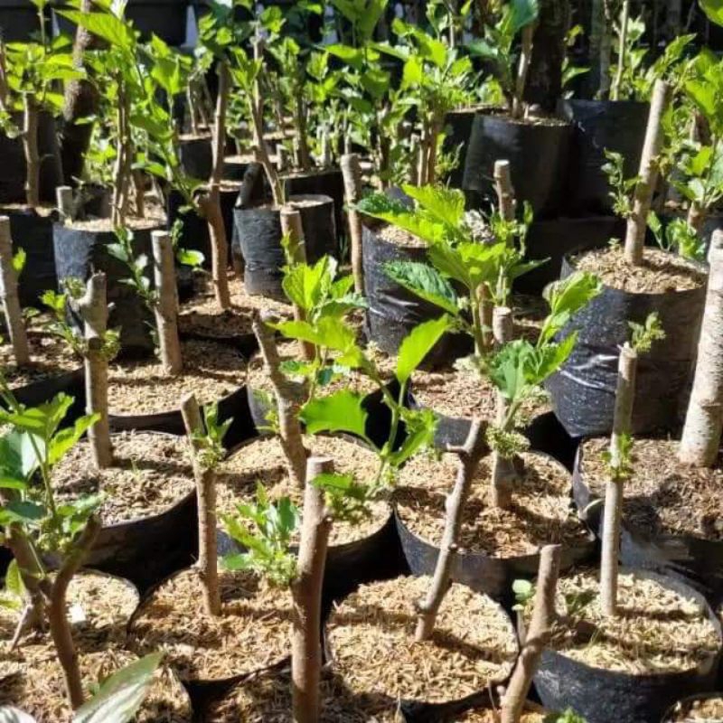 Jual Bahan Bonsai Murbei | Shopee Indonesia