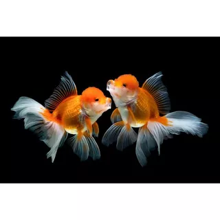 Jual Ikan Mas Koki Butterfly Terlengkap & Harga Terbaru Mei 2024 ...