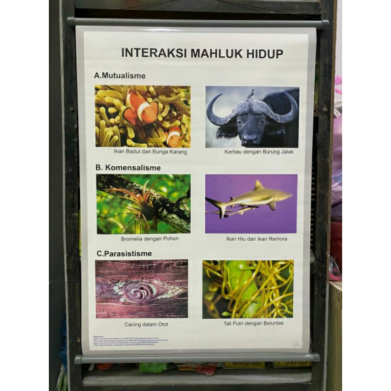 Jual SaranaPeraga - Carta Poster Gambar Interaksi Makhluk Hidup / Carta ...