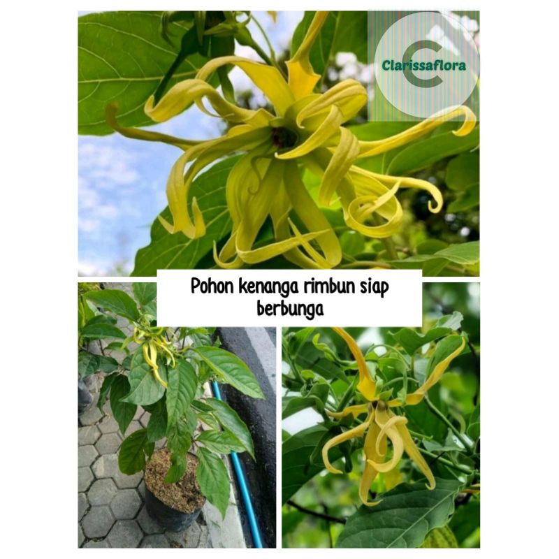Jual Pohon kenanga dewasa siap berbunga / tanaman bunga kenanga dewasa | Shopee Indonesia