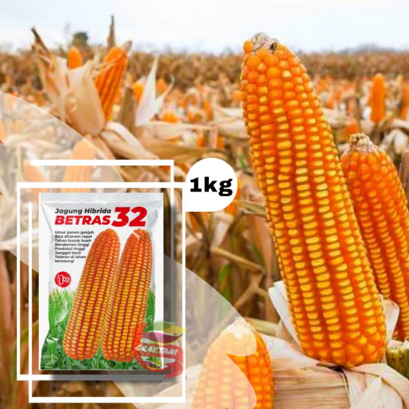 Jual Benih Bibit Jagung Hibrida Betras 32 Merek Bintang Asia (1kg ...