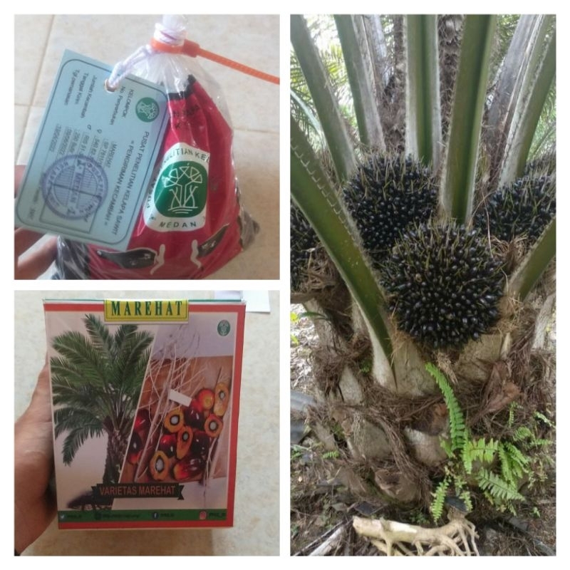 Jual Bibit unggul kecambah sawit DXP MARIHAT | Shopee Indonesia
