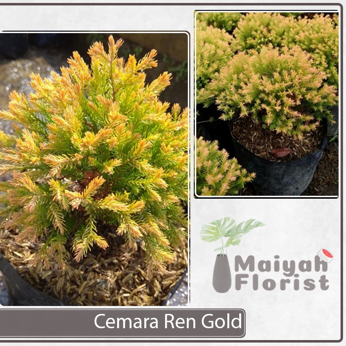 Jual Cemara Ren Gold - Cemara Kuning - Golden - Tanaman Hias | Shopee ...