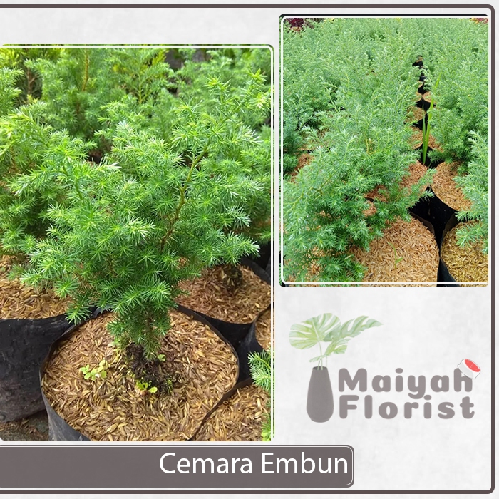 Jual Cemara Embun - Kualitas Unggul - Tanaman Hias | Shopee Indonesia