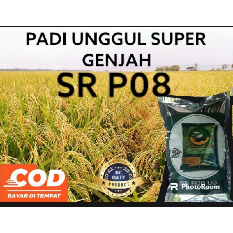 Jual benih padi Genjah SR P08, kemasan 1kg | Shopee Indonesia