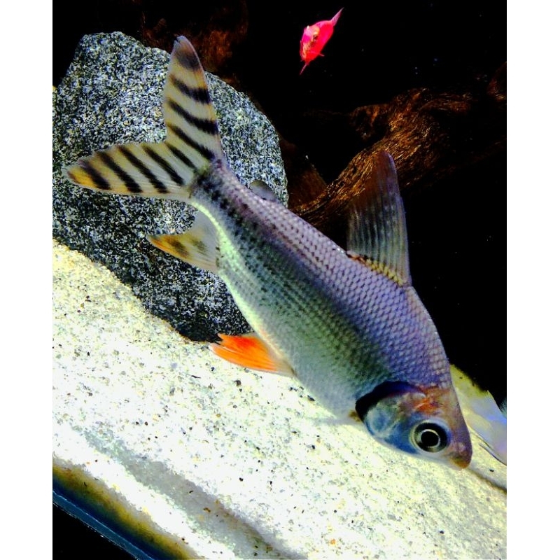 Jual RFF (RED FEIFENG)15CM | Shopee Indonesia