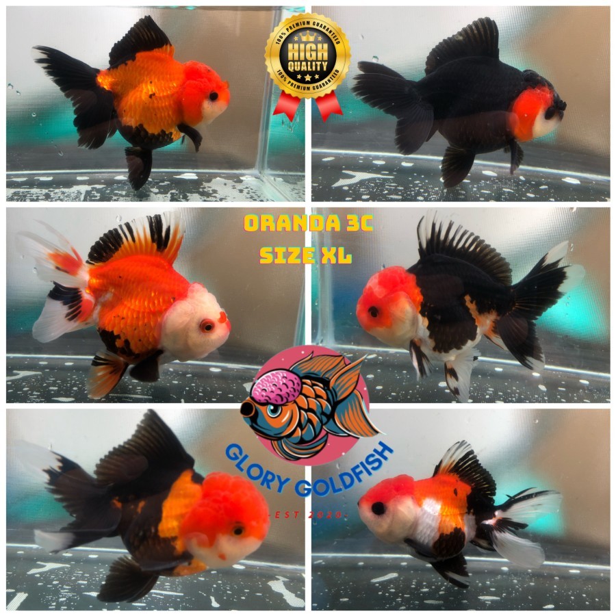 Jual Ikan Hias Mas Koki Oranda Panda 3color Tricolor 3c HIGH QUALITY ...