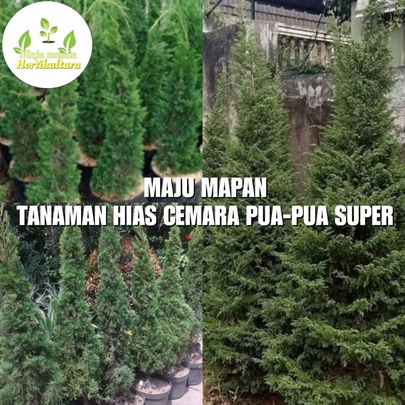 Jual TANAMAN HIAS CEMARA PUA-PUA SUPER | Shopee Indonesia