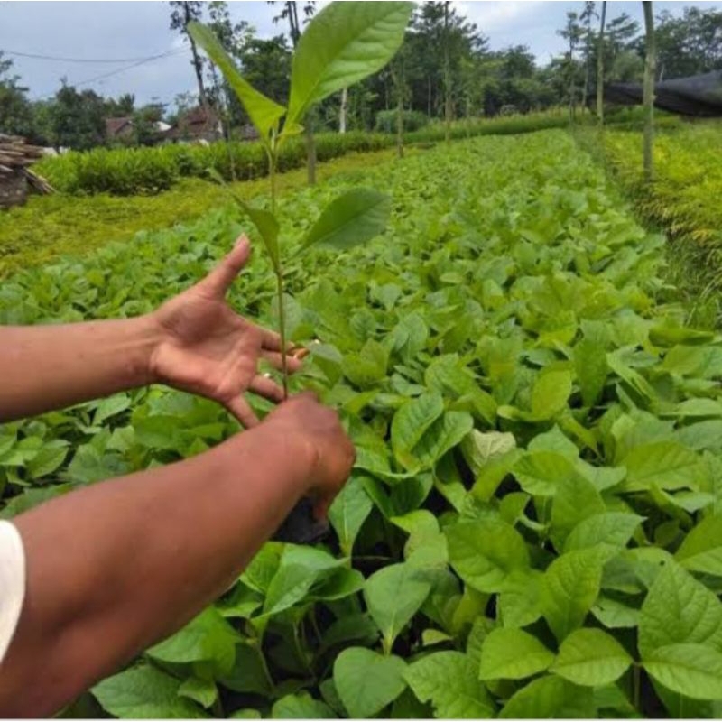 Jual paket Isi 30 batang/ bibit kayu Jati mas | Shopee Indonesia