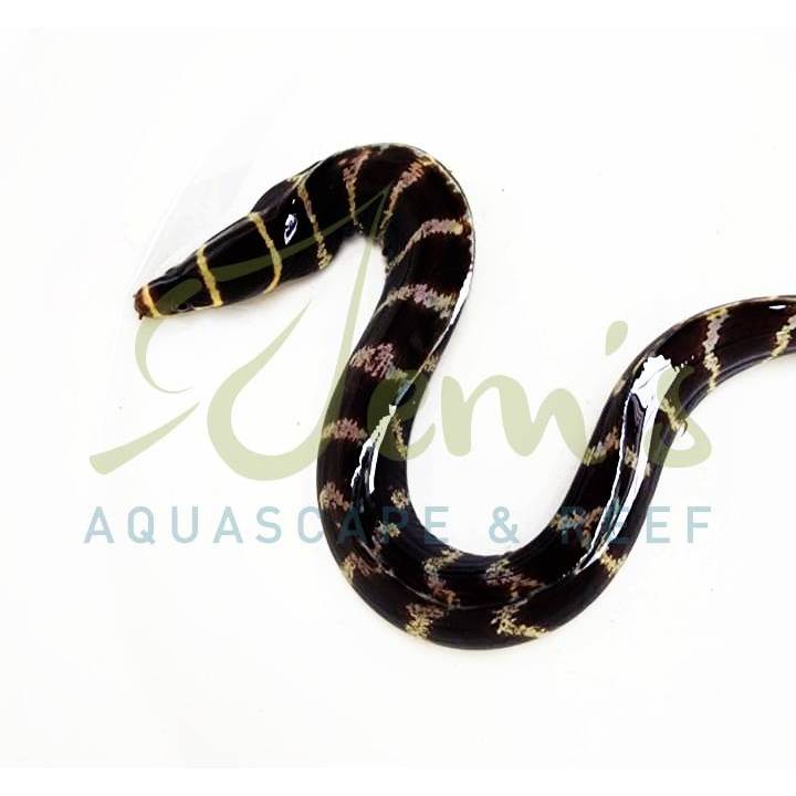 Jual Belut Moray Strip (Barred Moray Eel) | Shopee Indonesia