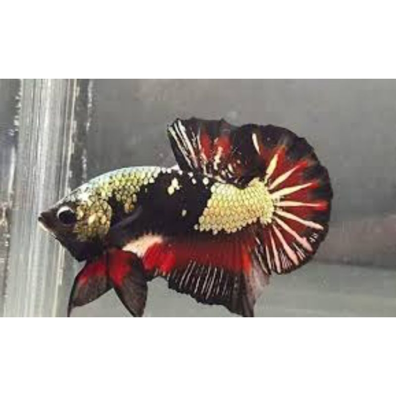 Jual Avatar Gold Copper | Shopee Indonesia