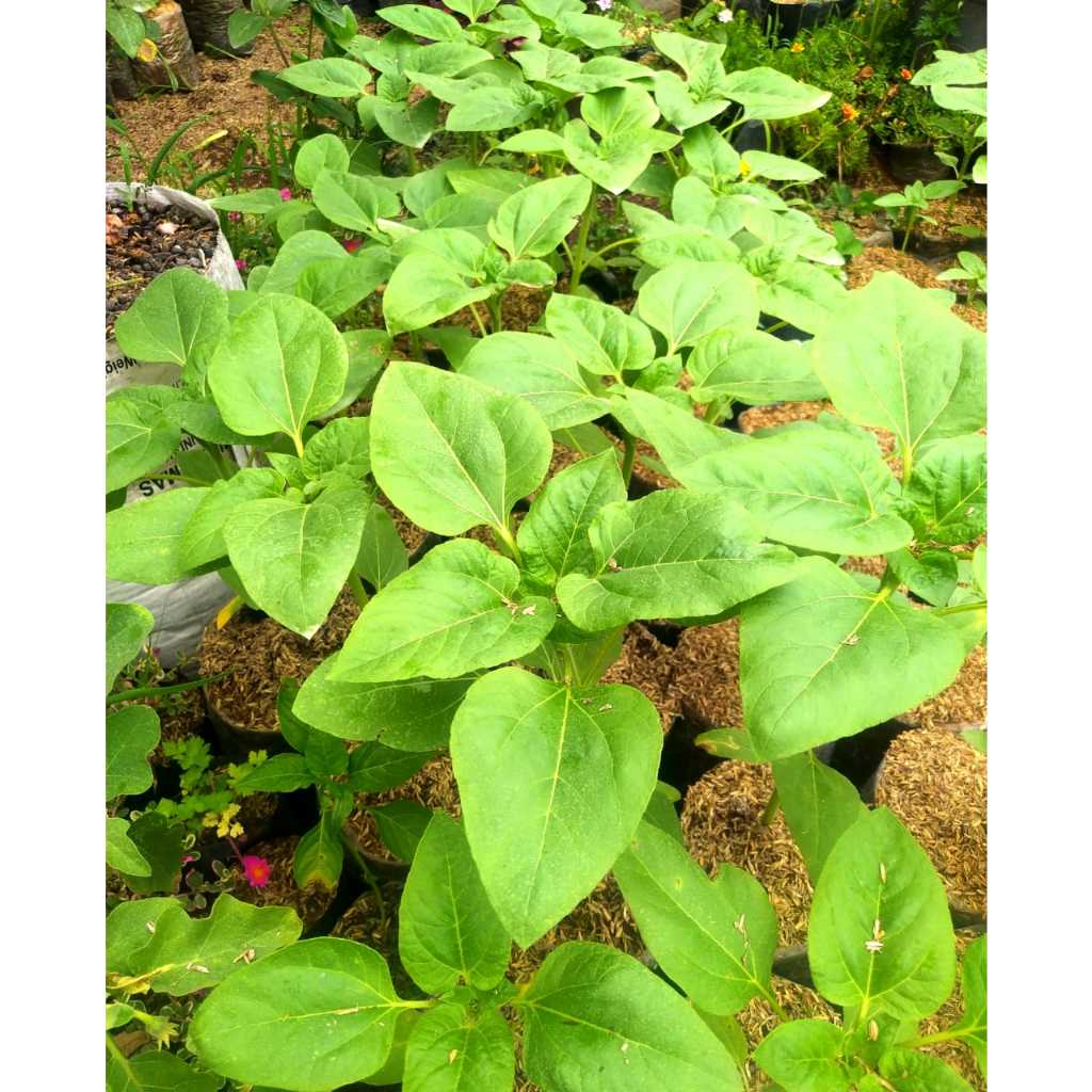 Jual BIBIT BUNGA MATAHARI COD PROMO TANAMAN SUNFLOWER BUNGA MATAHARI ...