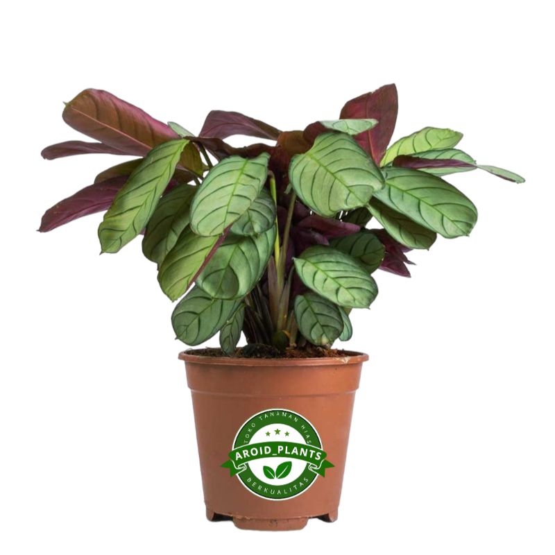Jual Tanaman Hias Calathea Burle Marxii Amagris - Calathea Amigris ...