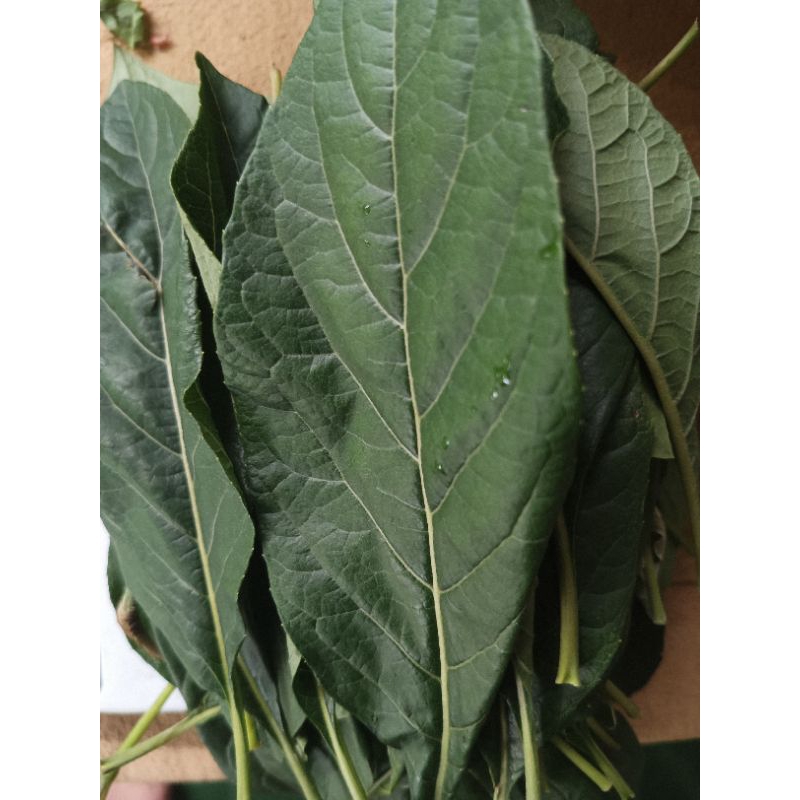 Jual Daun Afrika/Klorofil segar 100 gram. | Shopee Indonesia