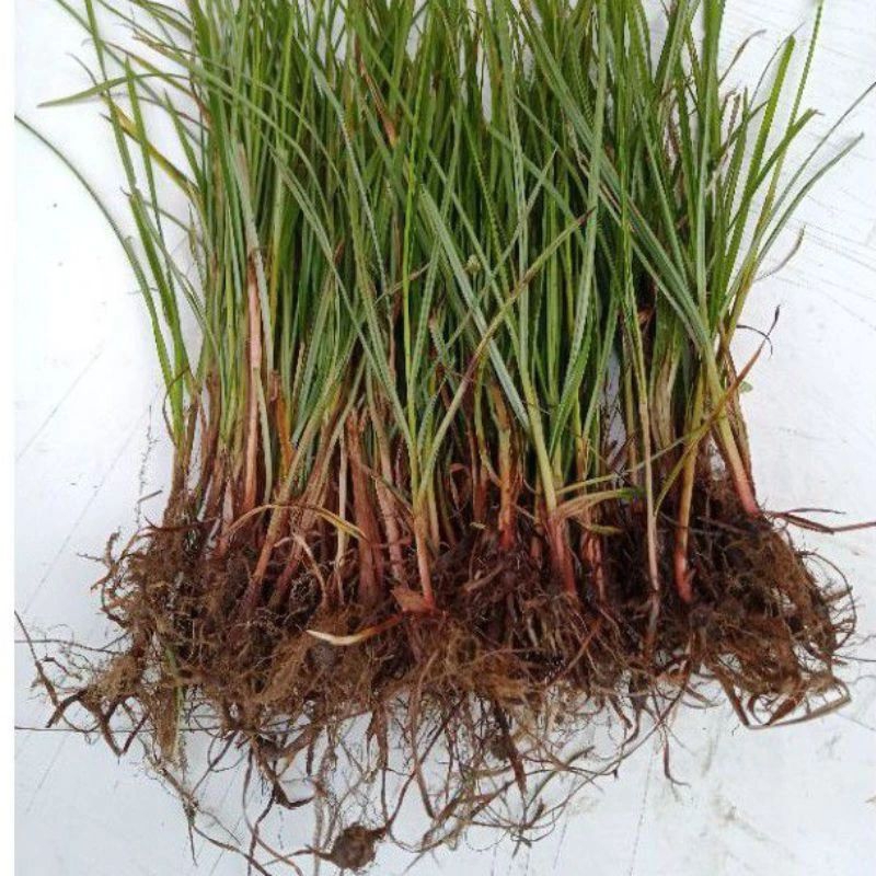 Jual rumput suket teki / fresss 500g | Shopee Indonesia