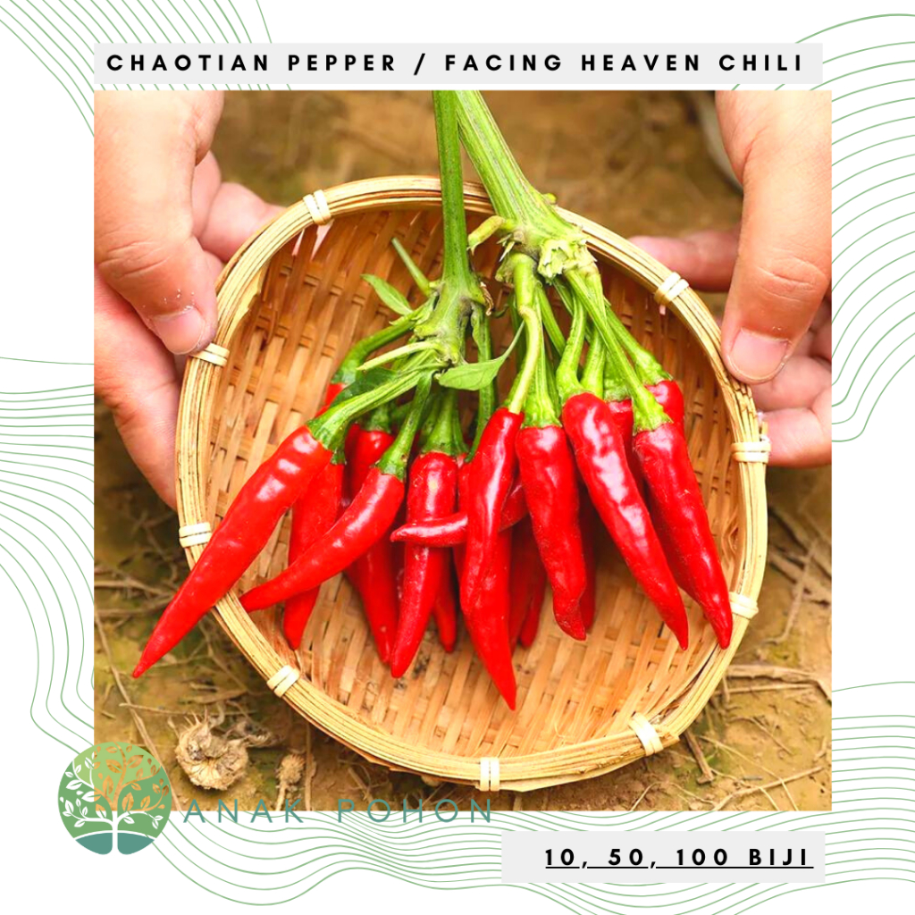Jual Benih Bibit Biji - Cabai Chaotian Pepper / Facing Heaven Chili ...