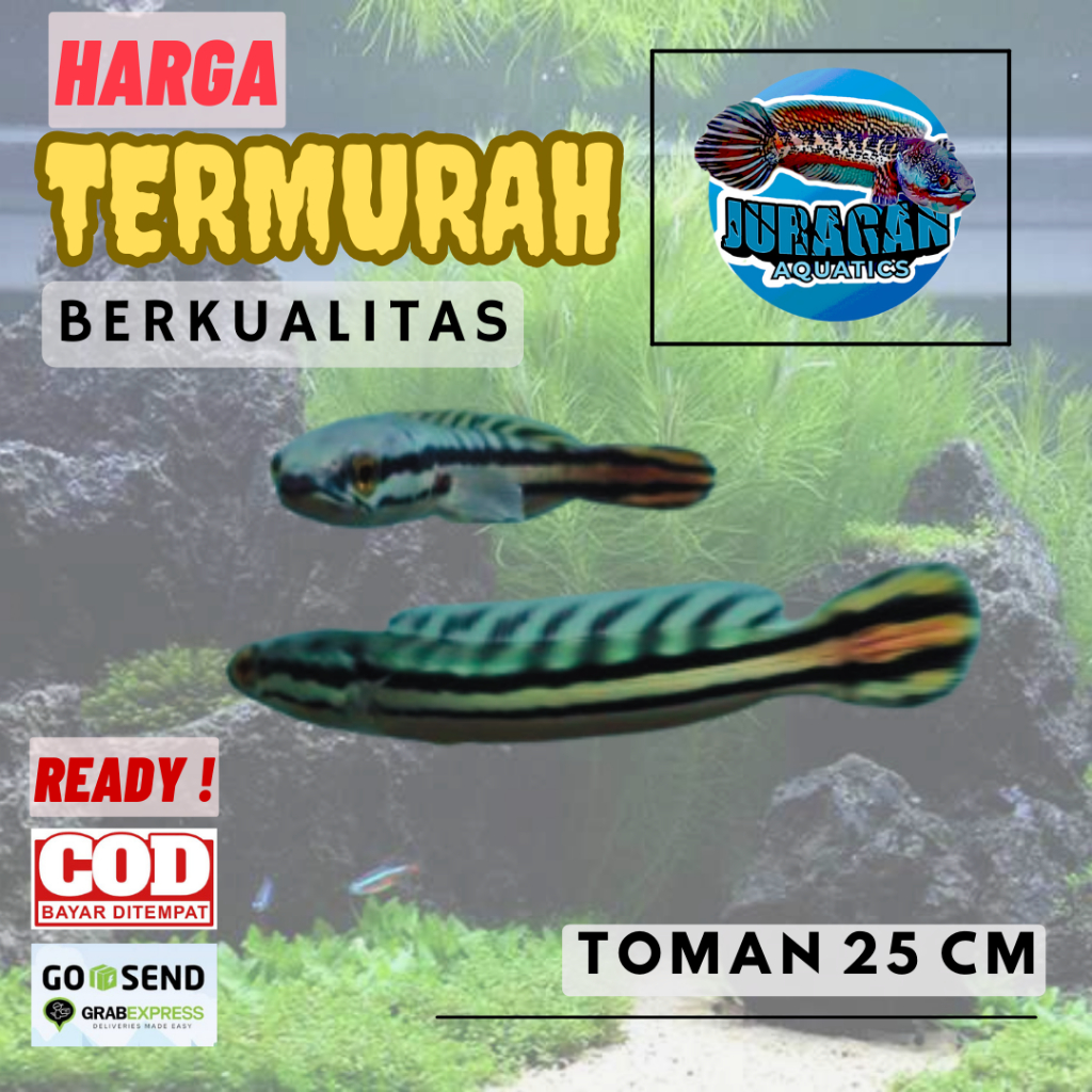 Jual Gabus Hias Channa Toman - Toman Gabus Hias Ukuran Sedang - Channa ...