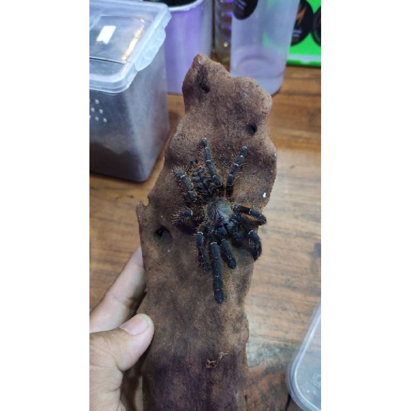 Jual Omothymus sp magnus 6-7cm | Shopee Indonesia