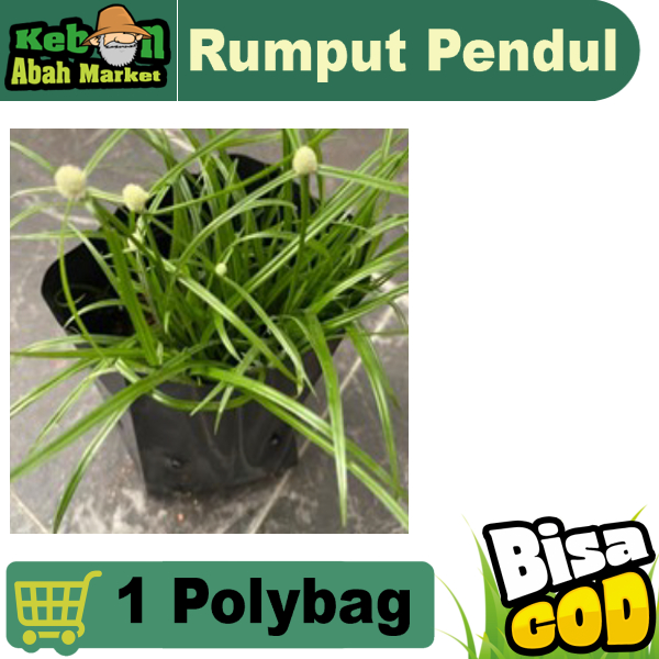 Jual Tanaman Rumput Helicopter Jukut Pendul Herbal Bisa Untuk Kucing ...