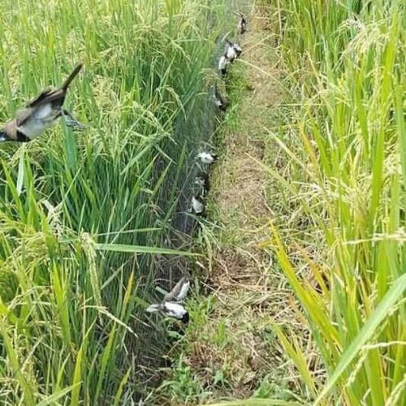 Jual JARING SAWAH SENAR TEBAL 0.15 2 INCH 100MD/100YDS JARING BURUNG ...