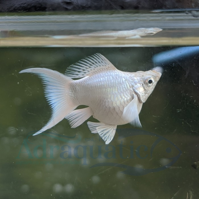 Jual (INSTANT BANDUNG) IKAN HIAS MOLLY CAGAK PLATINUM AIR TAWAR ...