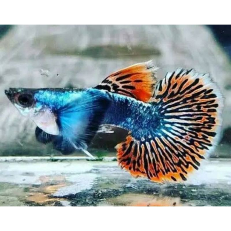 Jual paket Guppy prembe satu pasang size induk | Shopee Indonesia