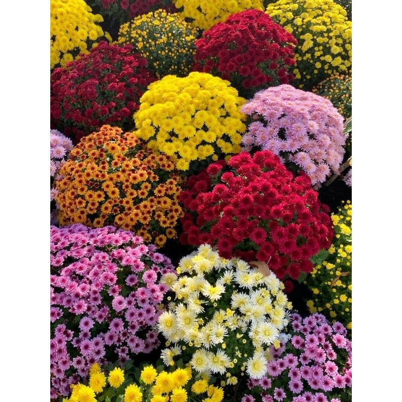 Jual Bunga Krisan rimbun 1pot isi 7-10 pohon (pilihan) | Shopee Indonesia