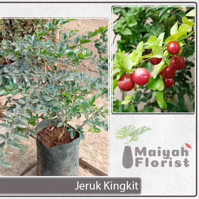Jual Bibit Tanaman Buah Jeruk Kingkit - Triphasia trifolia - Jeruk ...