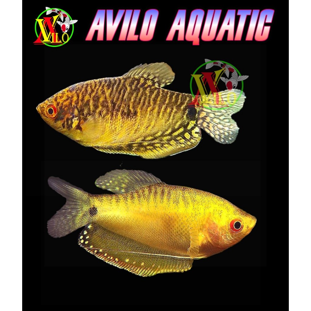Jual ikan sepat golden tiger gourame aquascape sepat hias kuning ...
