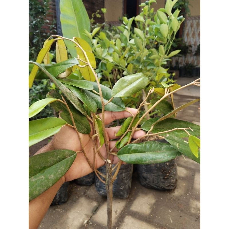 Jual BIBIT BUAH DURIAN MOONTONG OKULASI 80 -1 METER UP BERKWALITAS DAUN ...