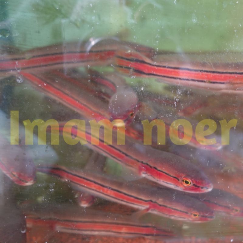 Jual Toman Imam noer | Shopee Indonesia