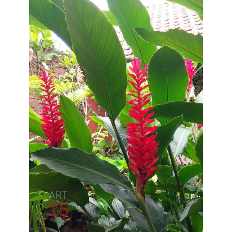 Jual Alpinia Purpurata Red Ginger Lengkuas Merah Tanaman Ukuran Kecil ...