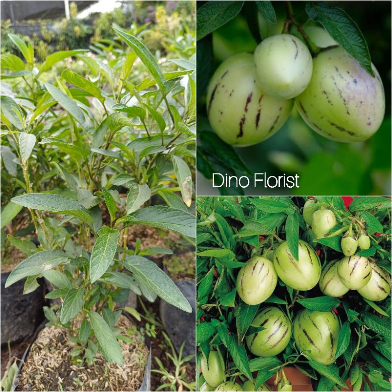 Jual Bibit Tanaman Buah Pepino Hijau / Pepino Melon | Shopee Indonesia