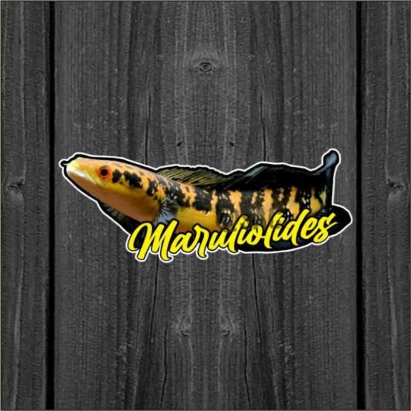 Jual Box isi YS 20-25cm SIMET single tank | Shopee Indonesia