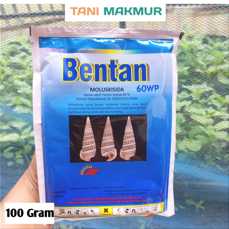 Jual BENTAN 60 WP (100 GRAM) | Shopee Indonesia