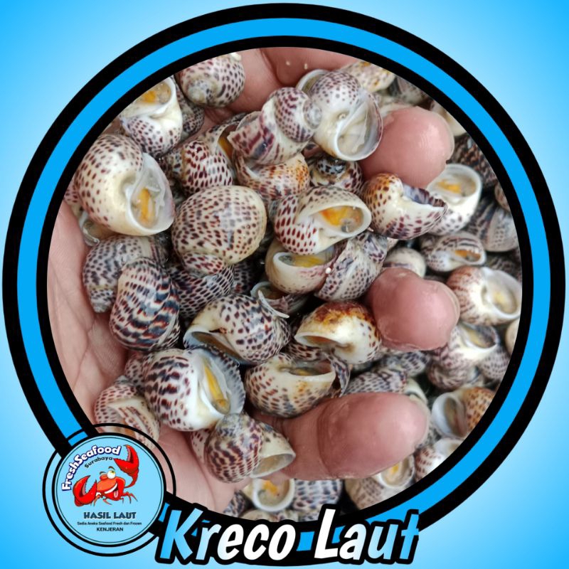 Jual KRECO LAUT 1kg | Shopee Indonesia