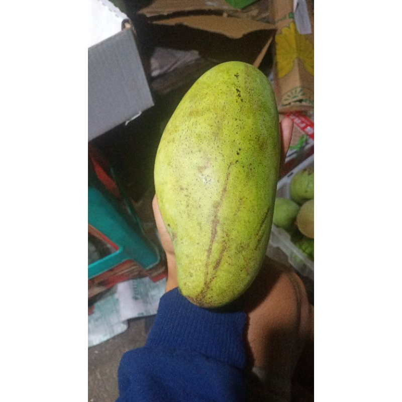 Jual MANGGA GOLEK MENGKAL DAN MATENG FRESS 1KG | Shopee Indonesia