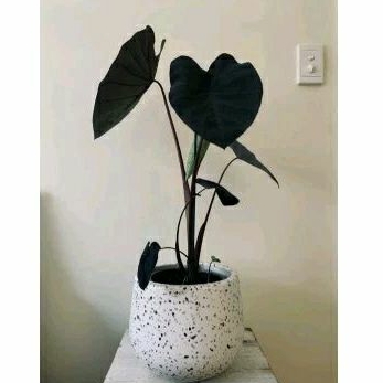Jual Tanaman Hias Colocasia Black Magic/Keladi Black Magic/Caladium ...