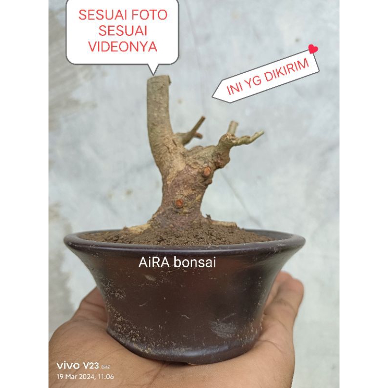 Jual bahan bonsai rukam dongkelan the max | Shopee Indonesia