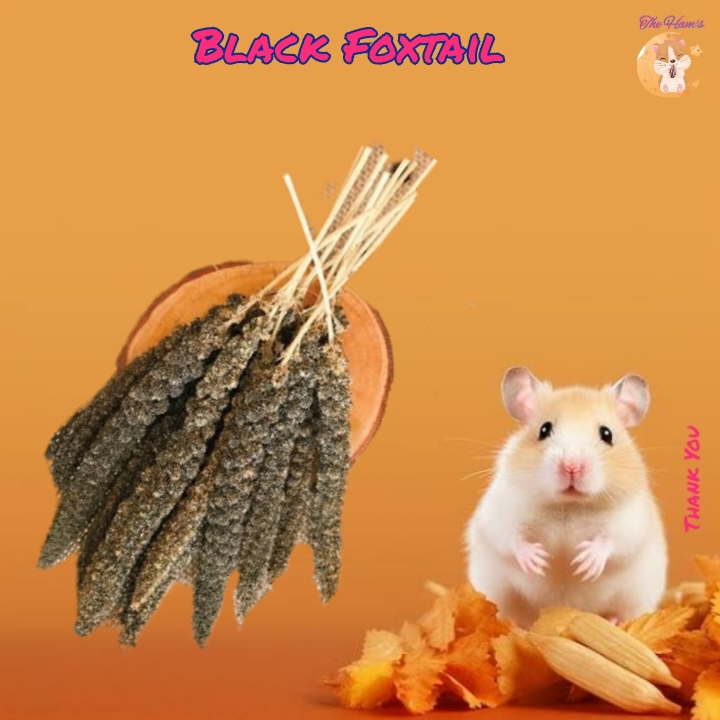 Jual (The Ham's) 50 gr - Black Foxtail / Jewawut Hitam Snack Makanan ...