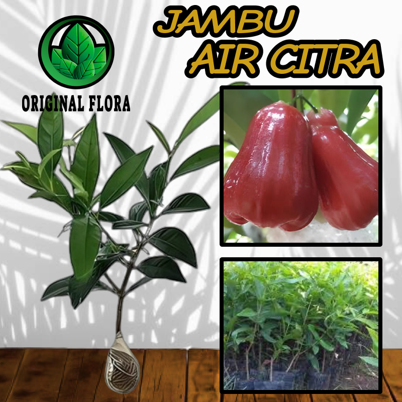 Jual Bibit Tanaman Jambu Citra Jambu Air Pohon Jambu Citra | Shopee ...
