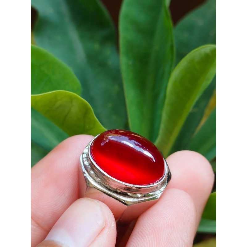 Jual Natural Red Baron | Shopee Indonesia