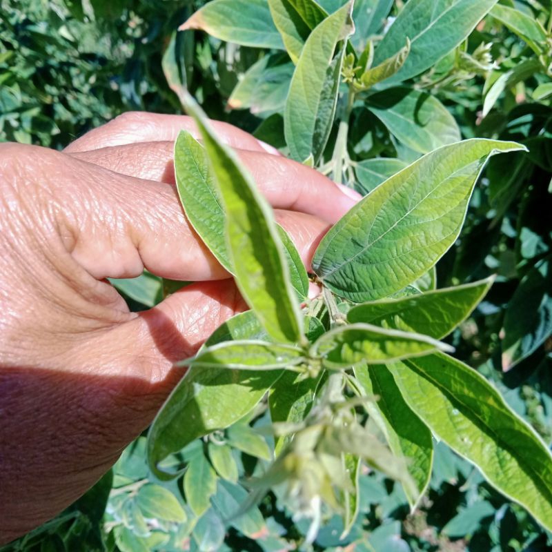 Jual Daun Kacang Gude 200 g Segar | Shopee Indonesia