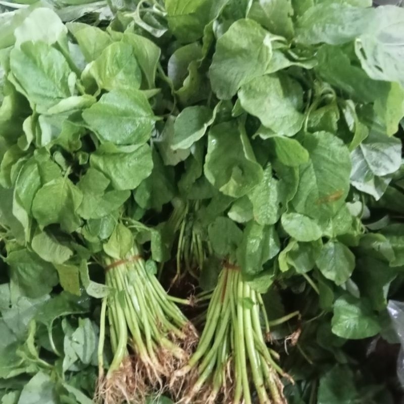 Jual bayam/Spinach 1 kg/per ikat | Shopee Indonesia
